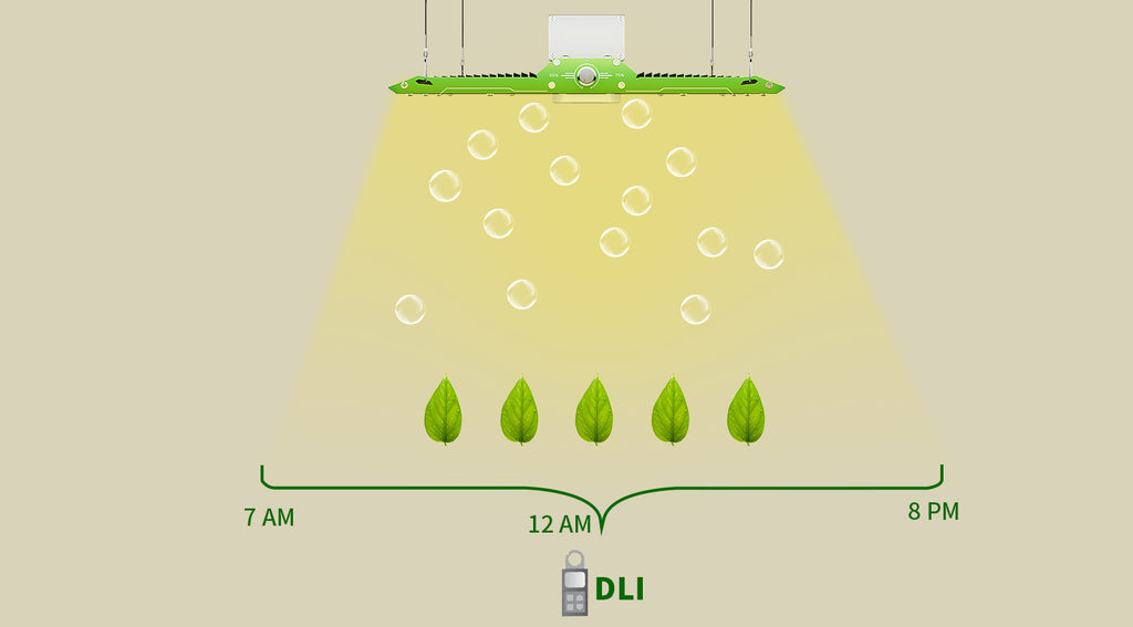 What Is Daily Light Integral? – BESTVALED